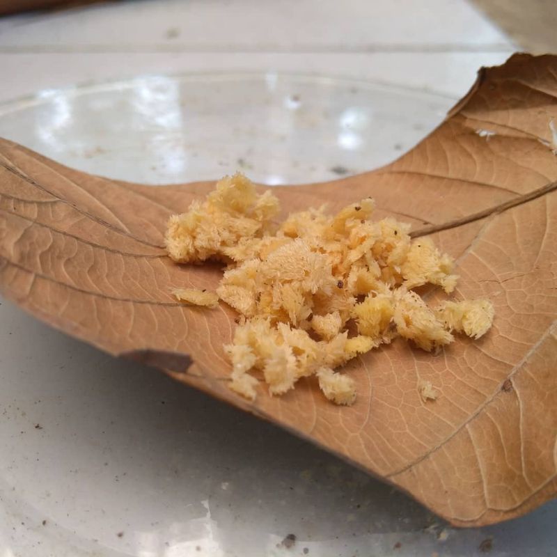 Jual Telur Maggot BSF SUPER 15 gram (GARANSI) | Shopee Indonesia