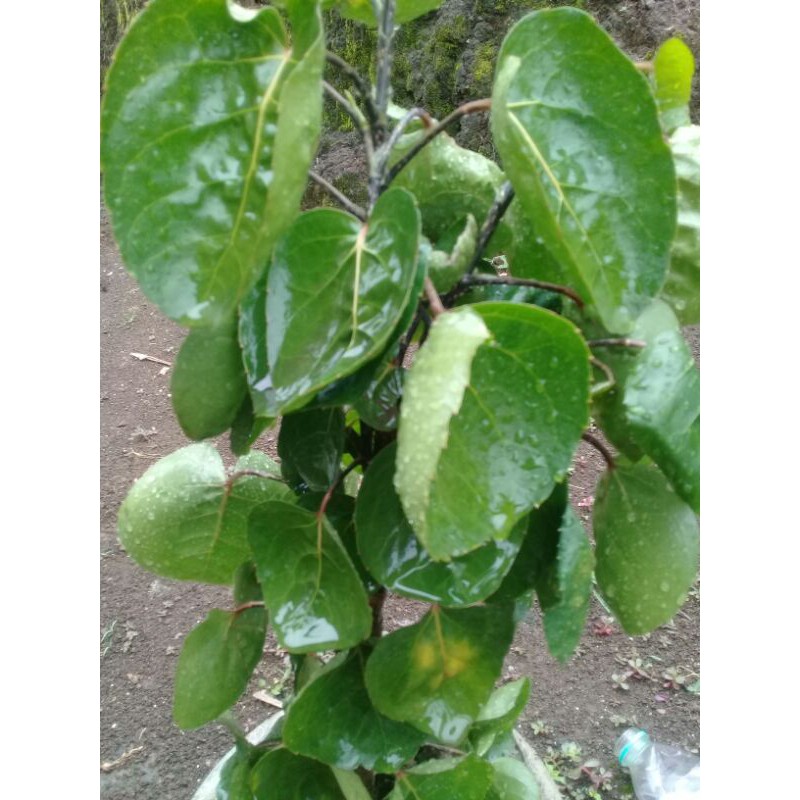 Jual Daun mangkokan atau daun sendok segar per 200 gram | Shopee Indonesia