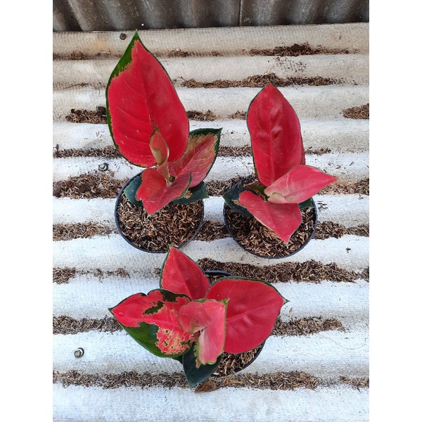 Jual paket 3 jenis 9 pohon ( 3 suksom, 3 red anja, 3 pink katrina ...