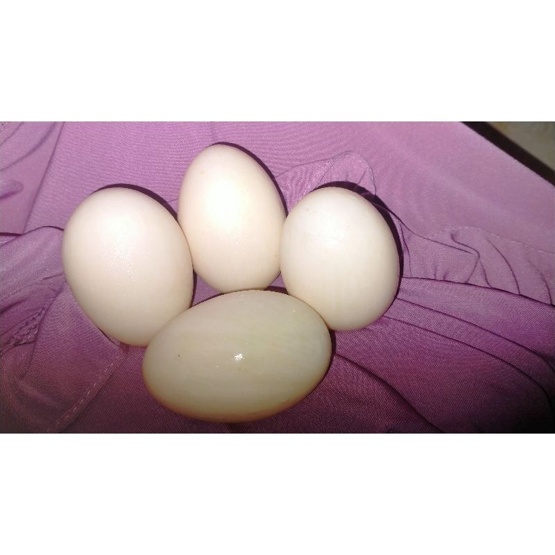 Jual telur entok jumbo mentok entok | Shopee Indonesia