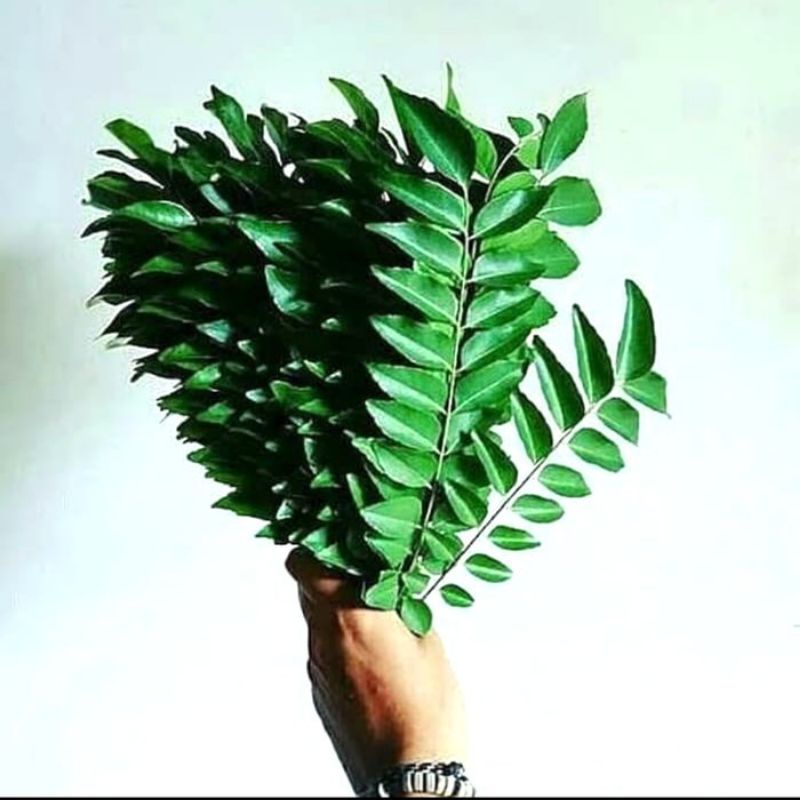Jual Daun kari segar (temurui/salam koja) 30 batang | Shopee Indonesia
