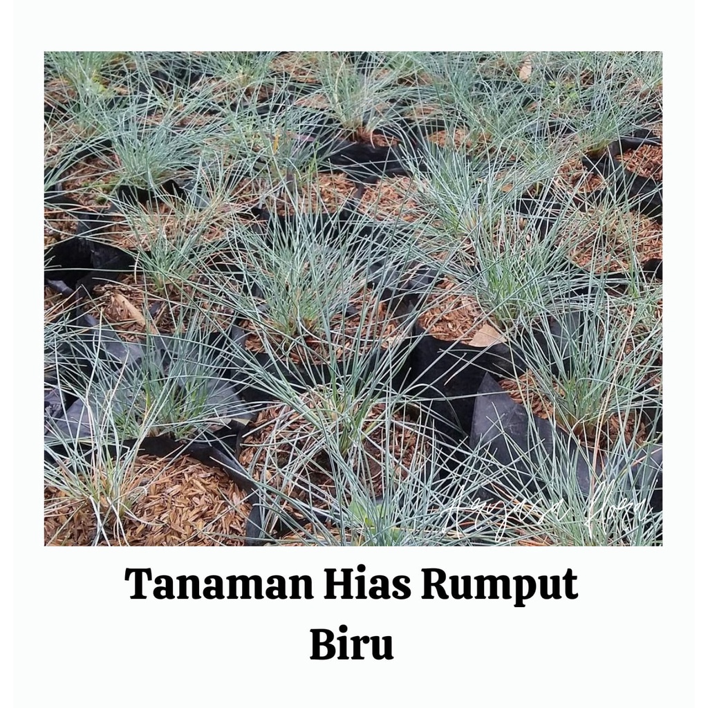 Jual Rumput Biru/ Rumput Festuca/Blue Fecue Grass | Shopee Indonesia