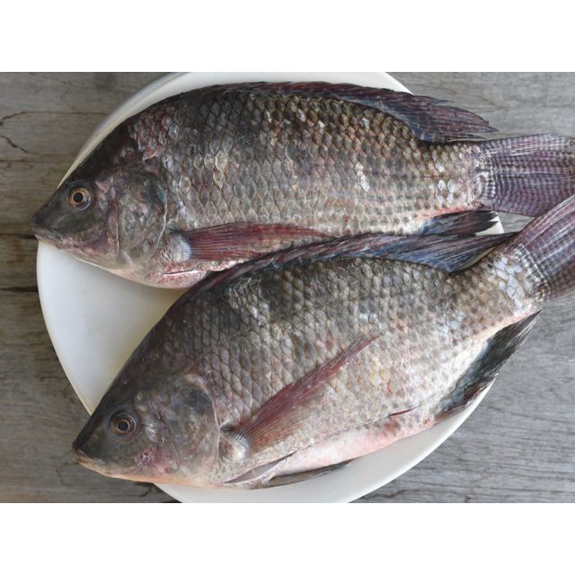 Jual Ikan nila segar / nila konsumsi / ikan nila - 1kg | Shopee Indonesia