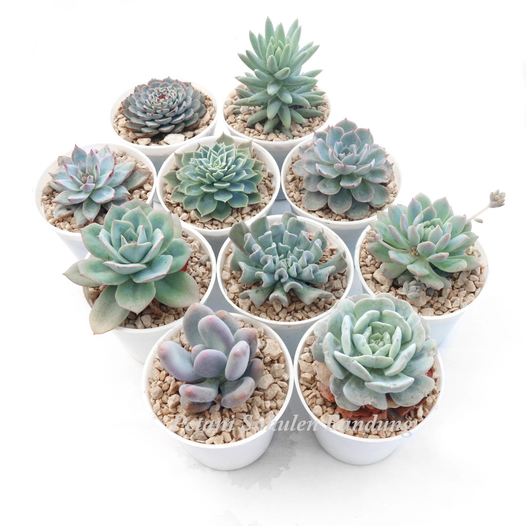 Jual Pohon Kaktus Sukulen PILIH Sekulen Succulent skulen import mini ...
