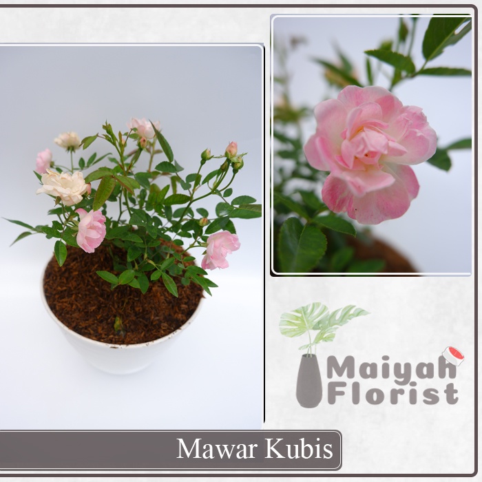 Jual Mawar Kubis - Mawar Mangkok - Tanaman Hias | Shopee Indonesia