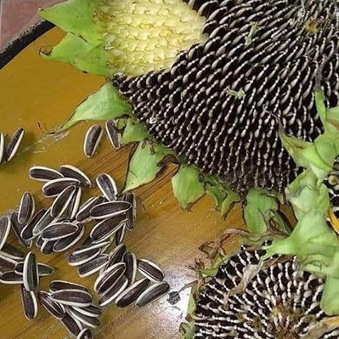 Jual Pohon Benih Tanaman Bunga Matahari - Biji Bunga Matahari isi 30 ...