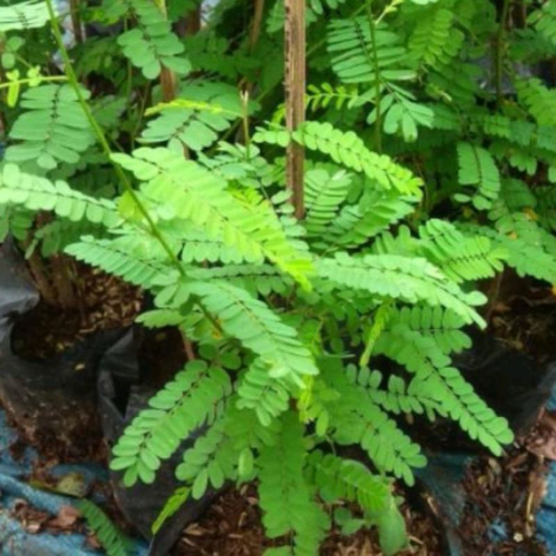 Jual tanaman hias daun saga tanaman herbal pohon saga daun hijau/bibit ...