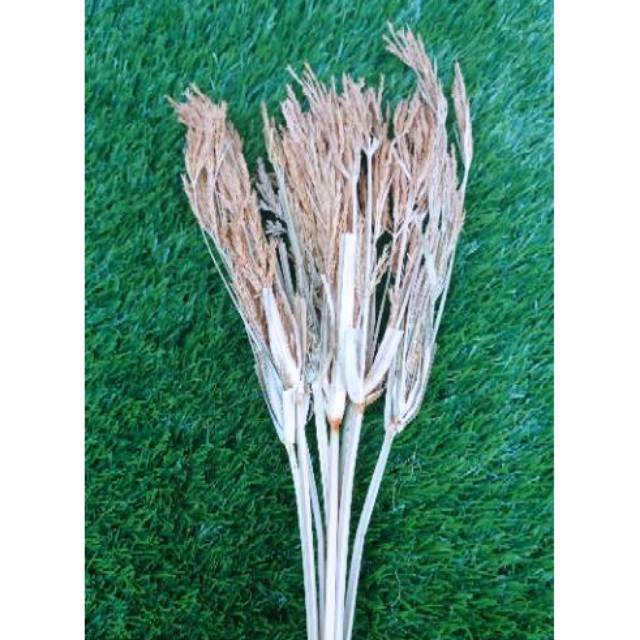 Jual 1 Ikat Bunga Rumput Teky (siap kirim) | Shopee Indonesia