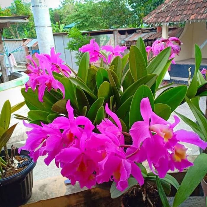 Jual anggrek catlea catleya catty mantini (dewasa) | Shopee Indonesia