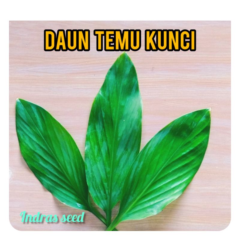 Jual DAUN TEMU KUNCI 10 LEMBAR SEGAR DAN FRESH | Shopee Indonesia