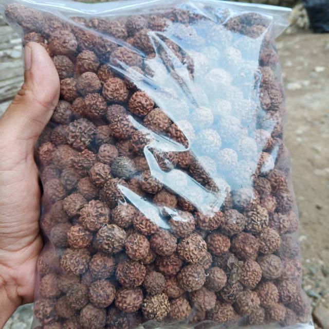 Jual Biji jenitri 1 kg bahan kerajinan | Shopee Indonesia