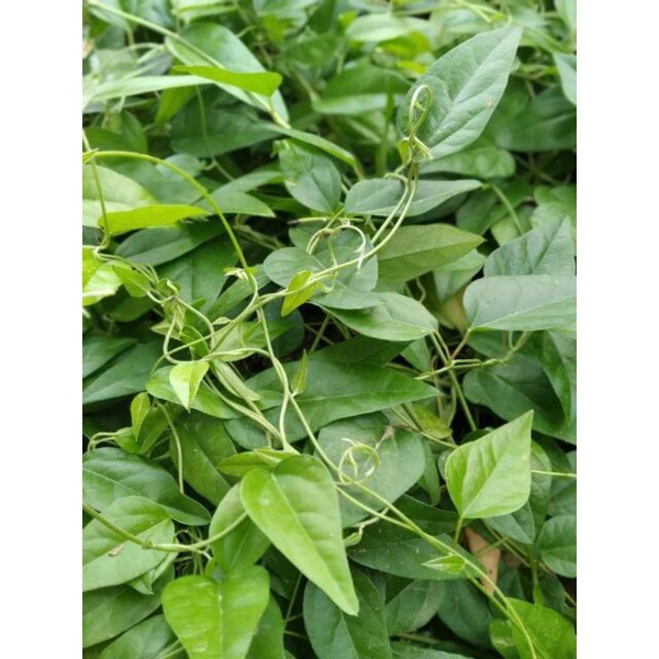 Jual Daun cincau rambat segar 100 gram | Shopee Indonesia