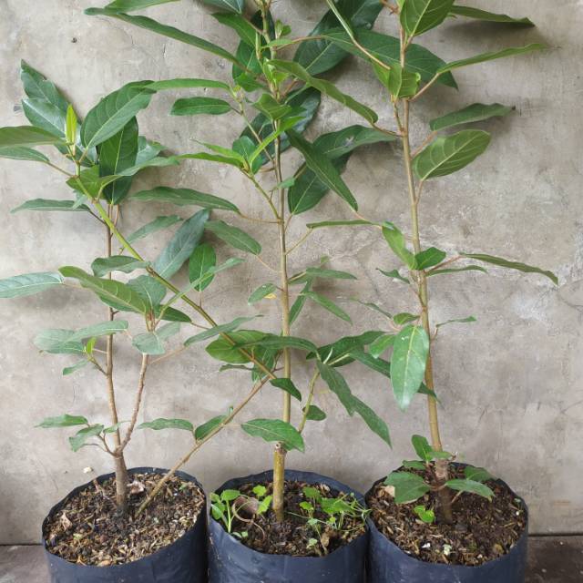 Jual Benih Bibit Bonsai Pohon Loa Ficus Racemosa | Shopee Indonesia