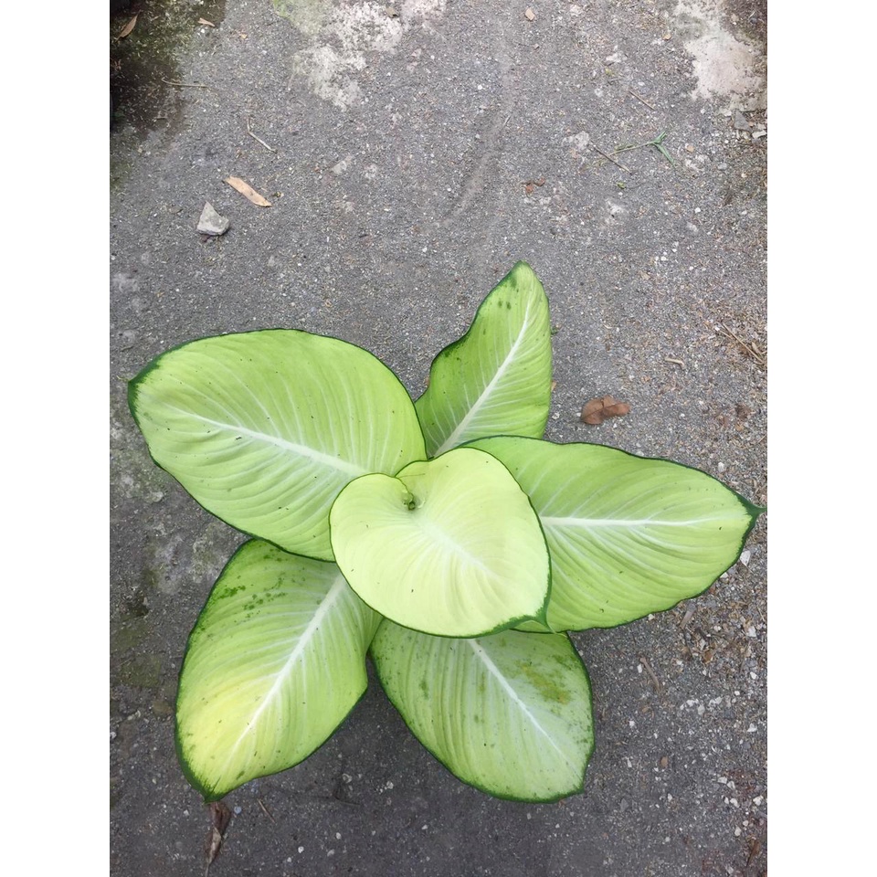 Jual AGLONEMA TISU BANGKOK (tanaman hidup-bunga hidup Besar Rimbun ...