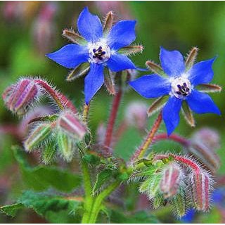 Jual 1 BIJI TANAMAN HERBAL Borage Mediterranean Herb | Shopee Indonesia