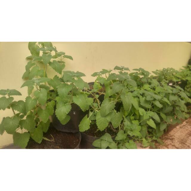 Jual Pohon catnip tanaman kesukaan kucing | Shopee Indonesia