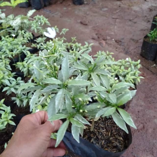 Jual TANAMAN HIAS REMBOSA MINI DAUN PUTIH | Shopee Indonesia