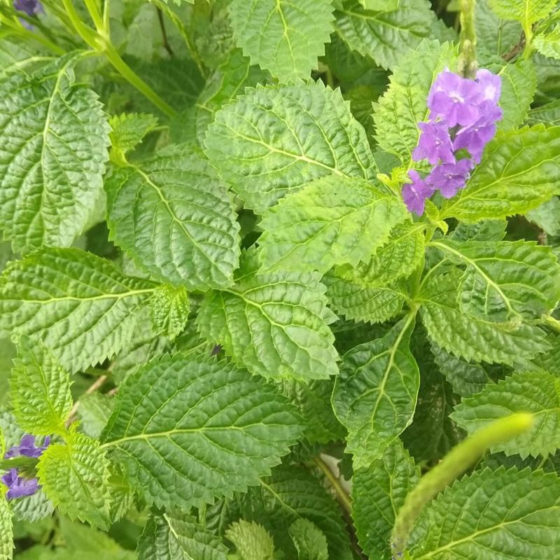 Jual Tanaman Herbal Daun Pecut Kuda/Jarong | Shopee Indonesia