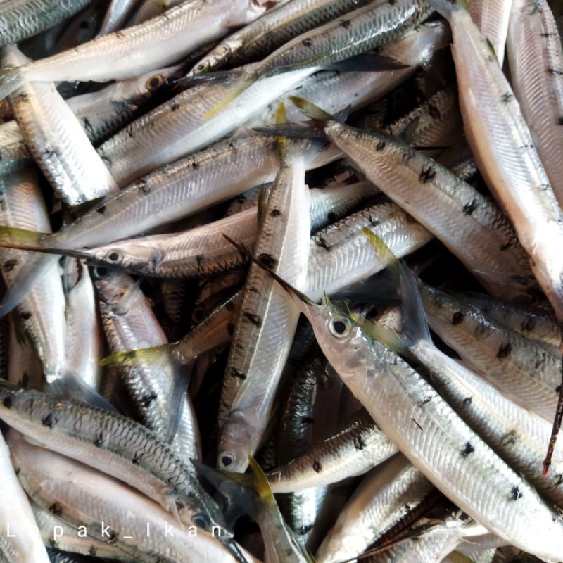 Jual Ikan Kacang Kacang Segar 1Kg Hasil Laut Segar | Shopee Indonesia
