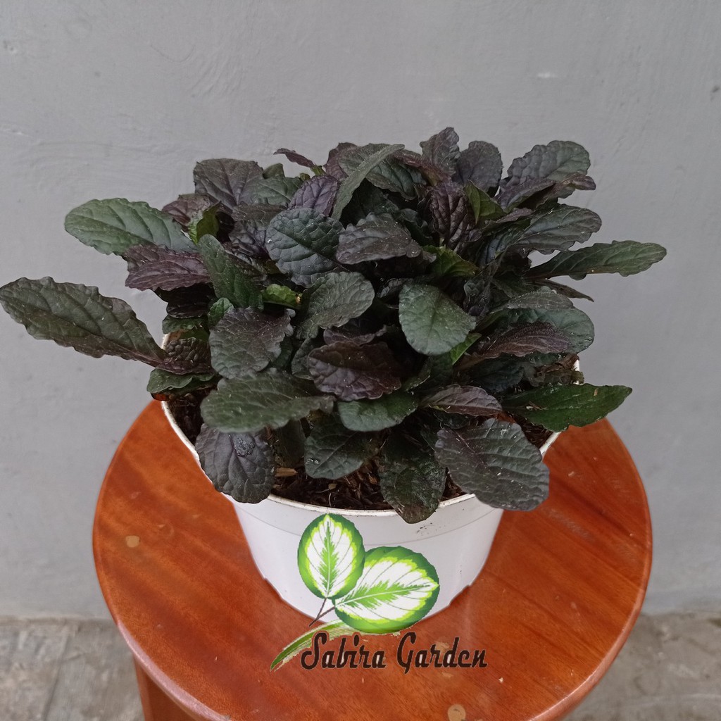 Jual TANAMAN HIAS Rumput hitam bunga ungu (ayoga) | Shopee Indonesia