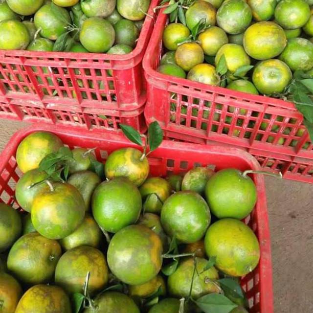 Jual Grosir Jeruk Baby Java Malang 50 kg | Shopee Indonesia