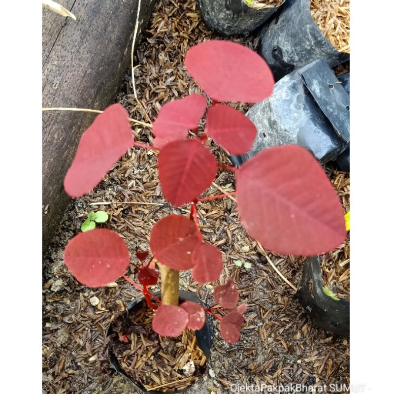 Jual Paket 10 Batang Tanaman Hias Euphorbia cotinifolia Semak Merah ...