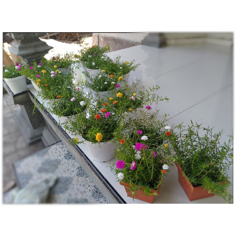 Jual Bunga Krokot atau Bunga Pukul Sembilan atau Bunga fortulaca atau ...