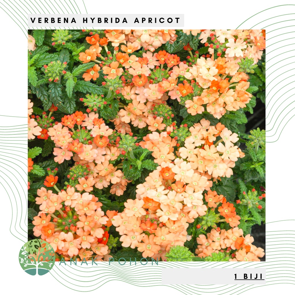 Jual Benih Bibit Biji - Bunga Verbena Hybrida Apricot Flower Seeds ...