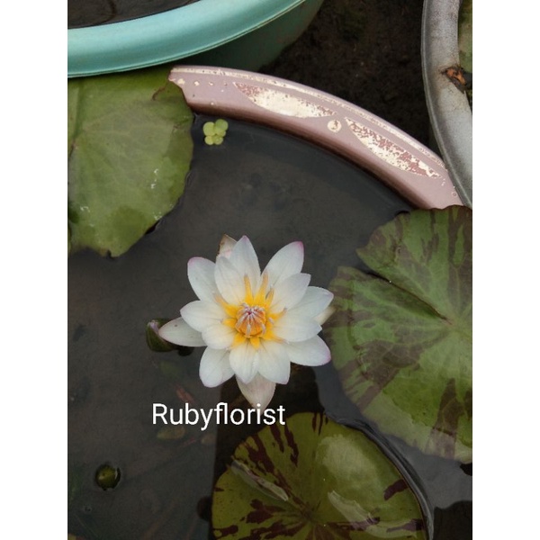 Jual Tanaman Bunga Teratai Army/ Teratai Putih Pink Varigata | Shopee ...