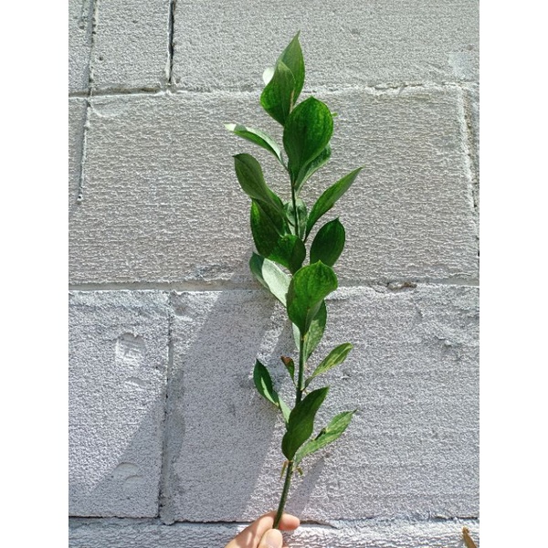 Jual Daun Ruskus | Ruskus Hijau | Ruskus Gold | Hiasan Meja | Shopee ...