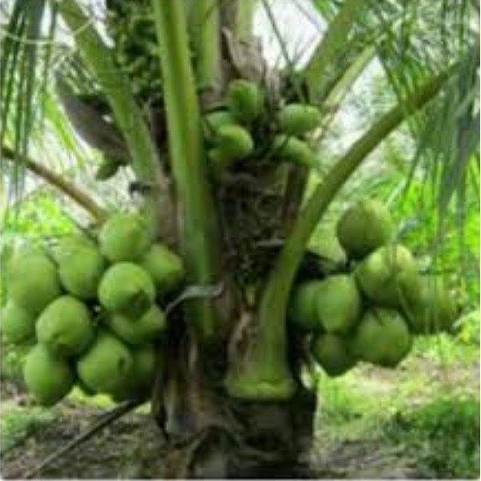 Jual Bibit Kelapa Genjah Entok | Shopee Indonesia