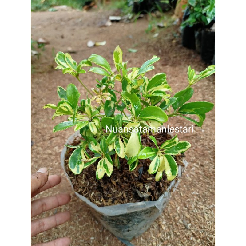 Jual Tanaman Walisongo Kuning/Pohon Wali Songo Golden | Shopee Indonesia