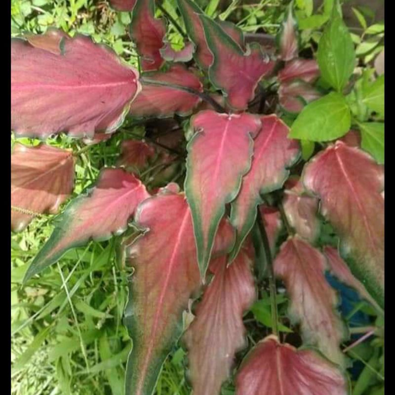 Jual tanaman hias caladium keladi merah keris | Shopee Indonesia