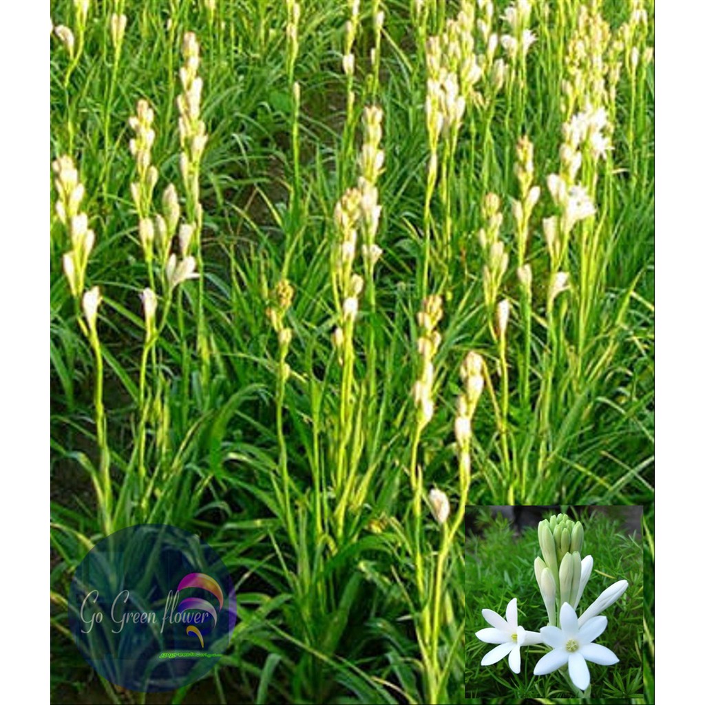 Jual BIBIT BUNGA SEDAP MALAM 1 POLIBAG MINIMAL 3 -9 UMBI, TANAMAN BUNGA ...