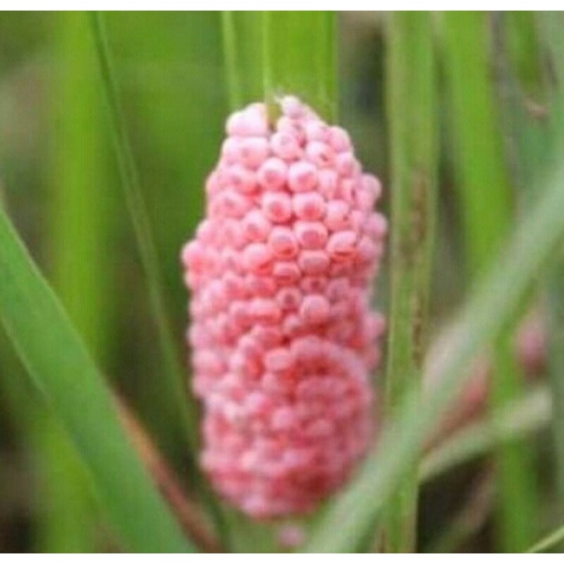 Jual Keong mas / telur keong Sawah 1 0ns | Shopee Indonesia