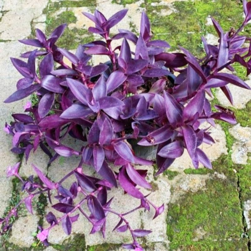 Jual Tanaman Hias Tradescantia Palida Purple heart / Cocorgaok / adam ...