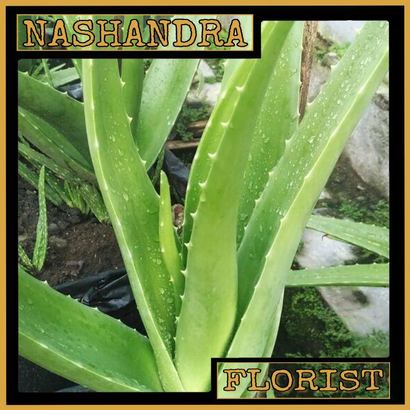Jual Tanaman Obat Lidah Buaya (Aloe Vera) | Shopee Indonesia