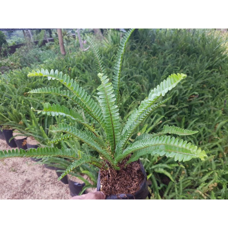 Jual pakis kelabang | Shopee Indonesia