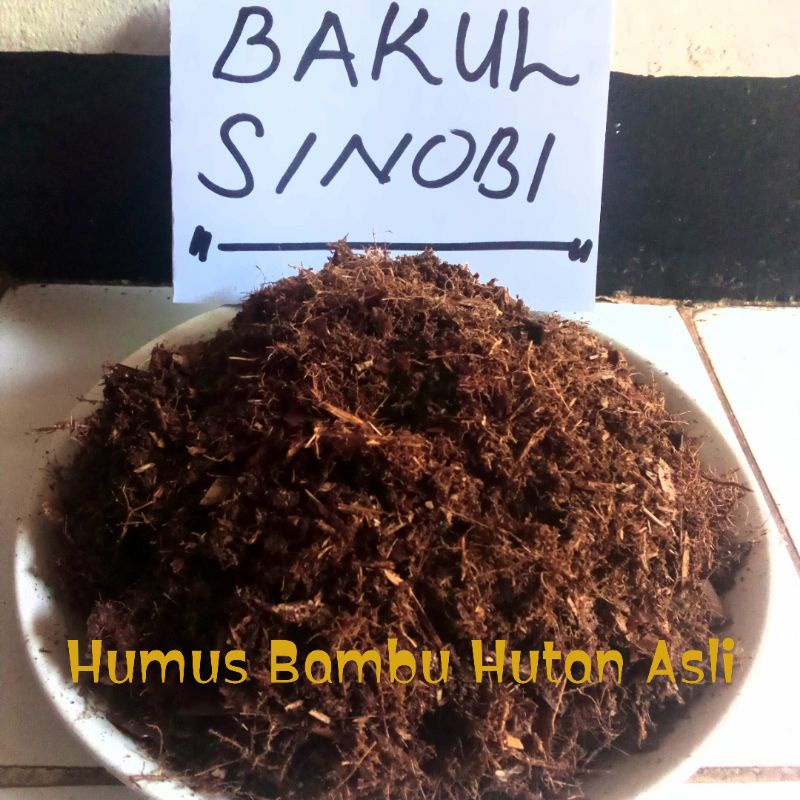 Jual HUMUS PERAKARAN BAMBU HUTAN 100% ASLI | Shopee Indonesia