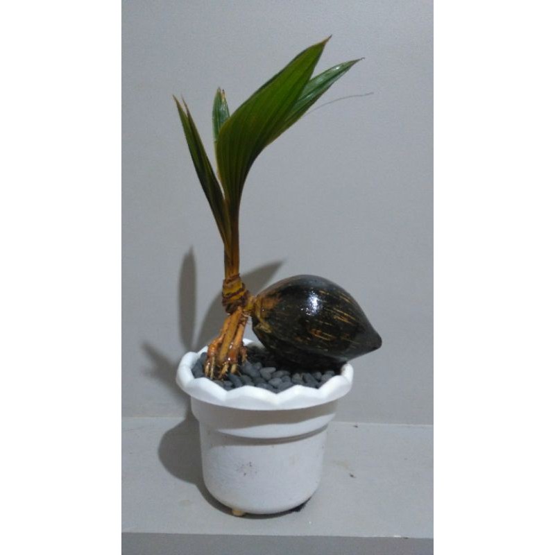 Jual bonsai kelapa / bonkla | Shopee Indonesia
