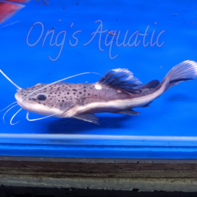 Jual RTC Red Tail Catfish Lele Amazon 19-20 cm - Ikan Tankmate Predator ...