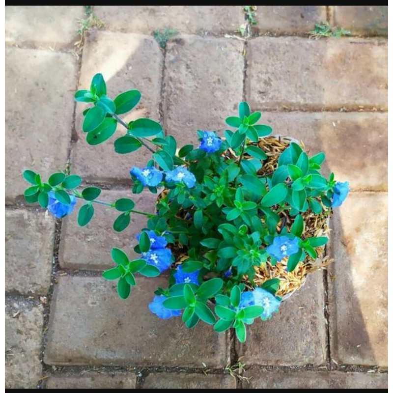 Jual Tanaman hias bunga blue eyes | Shopee Indonesia