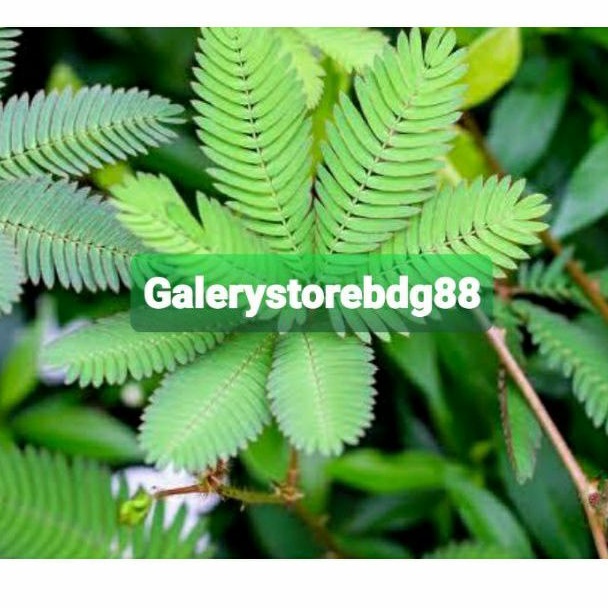 Jual Daun putri malu segar 500 gram | Shopee Indonesia