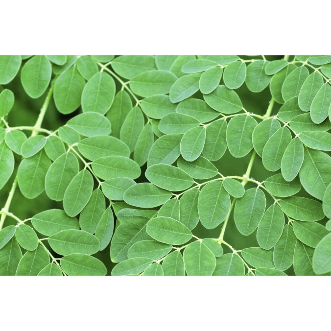 Jual Daun Cangkring 250 Gram Pohon Gamal Obat Herbal Baru Petik ...