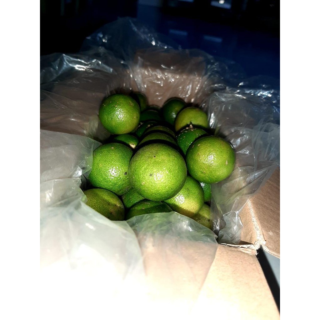Jual Jeruk sonkit murah /Jeruk kunci / Lemon Cui / Jeruk Peras / Jeruk ...