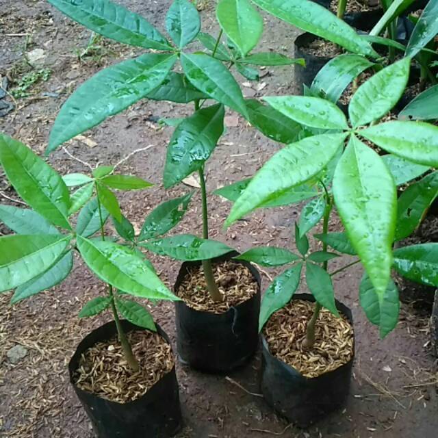 Jual Tanaman hias pacira/mony tree/paciera/pachira perbatang | Shopee ...