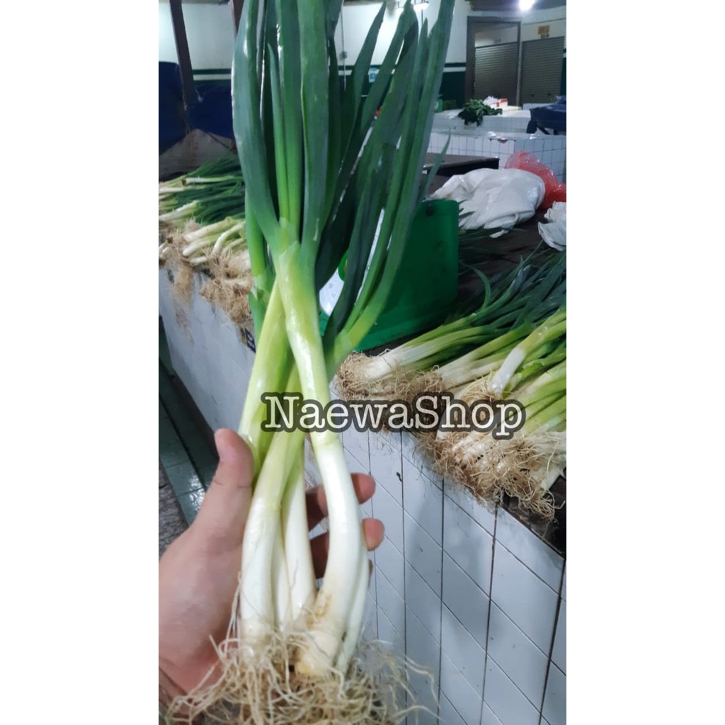 Jual DAUN BAWANG / LEEK / PREI BESAR 250gram | Shopee Indonesia