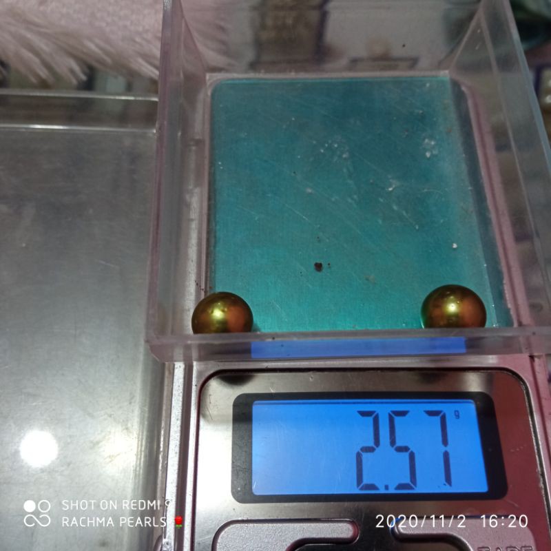 Jual Butiran butir mutiara air laut warna hijau asli original lombok ...