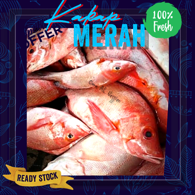 Jual IKAN KAKAP MERAH 500 GRAM / FRESH RED SNAPPER IKAN SEGAR | Shopee Indonesia