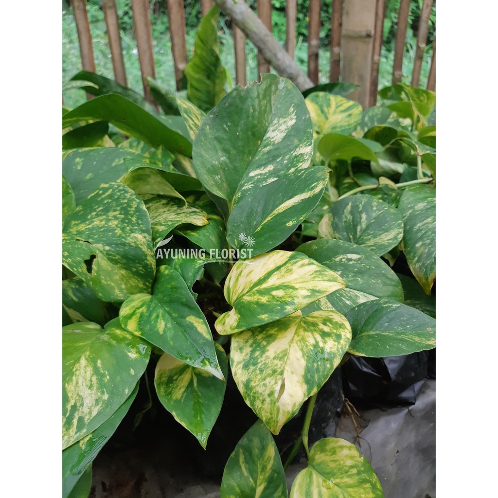 Jual TANAMAN HIAS GANTUNG SIRIH GADING KUNING HIJAU | EPIPREMNUM AUREUM ...